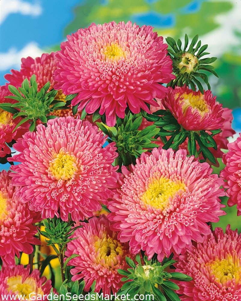 Aster - Princess - Pink - Callistephus chinensis - Delicate Pastel ...