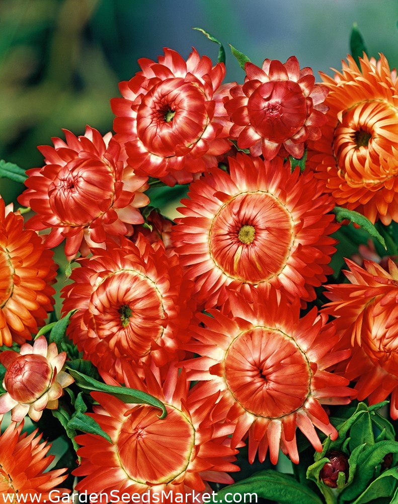 Strawflower - Orange - Helichrysum bracteatum - Perfect for Borders and ...