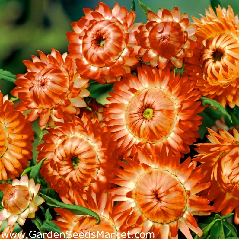 Eternell - apelsin - 1200 frön - Xerochrysum bracteatum – Garden Seeds ...