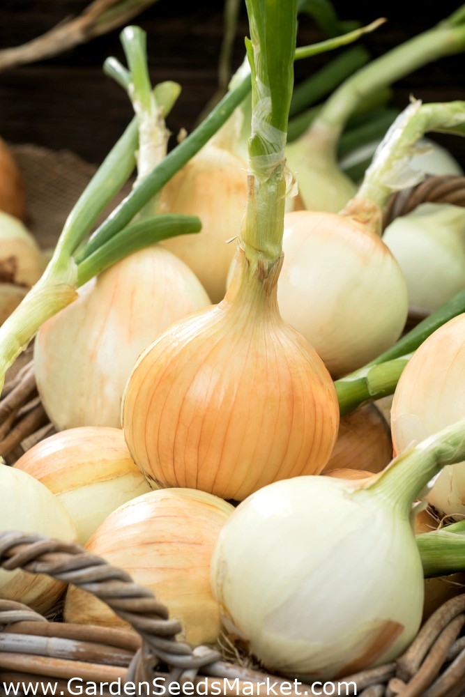 Ajuin - Tonda Musona - BIO - 500 zaden - Allium cepa L. – Garden Seeds ...