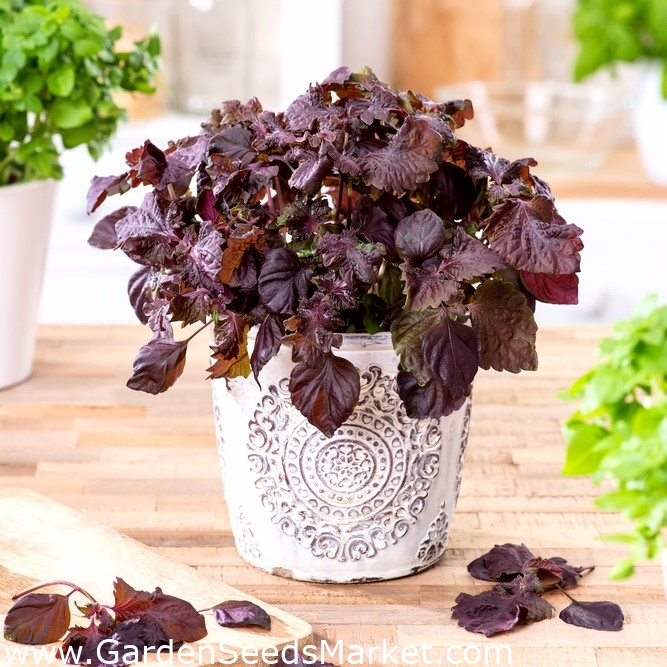 Purple Shiso Samen - Perilla nankinensis - 500 Samen - – Garden Seeds ...
