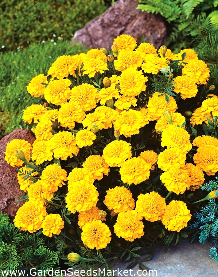 Tagete patula - Clavel del Moro - Aurora - amarillo - 350 semillas ...