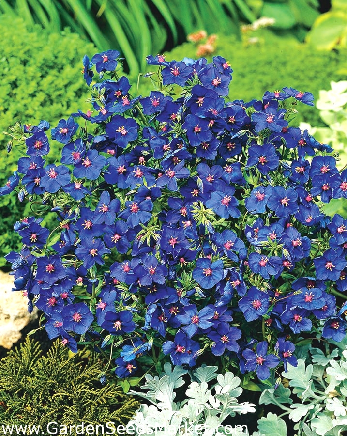 Blue Pimpernel seeds - Anagallis grandiflora - 130 seeds – Garden Seeds ...
