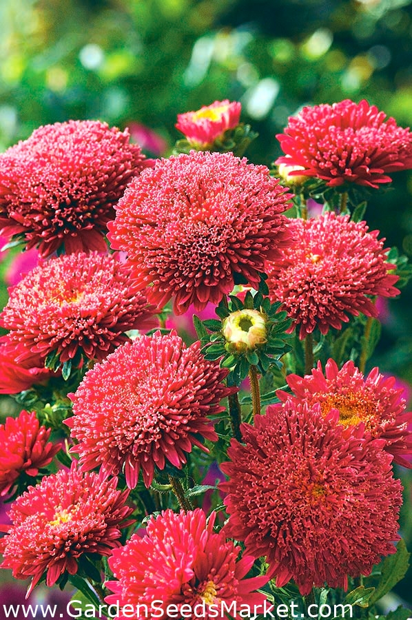 Red "Princess" aster chino - 500 semillas - Callistephus chinensis ...