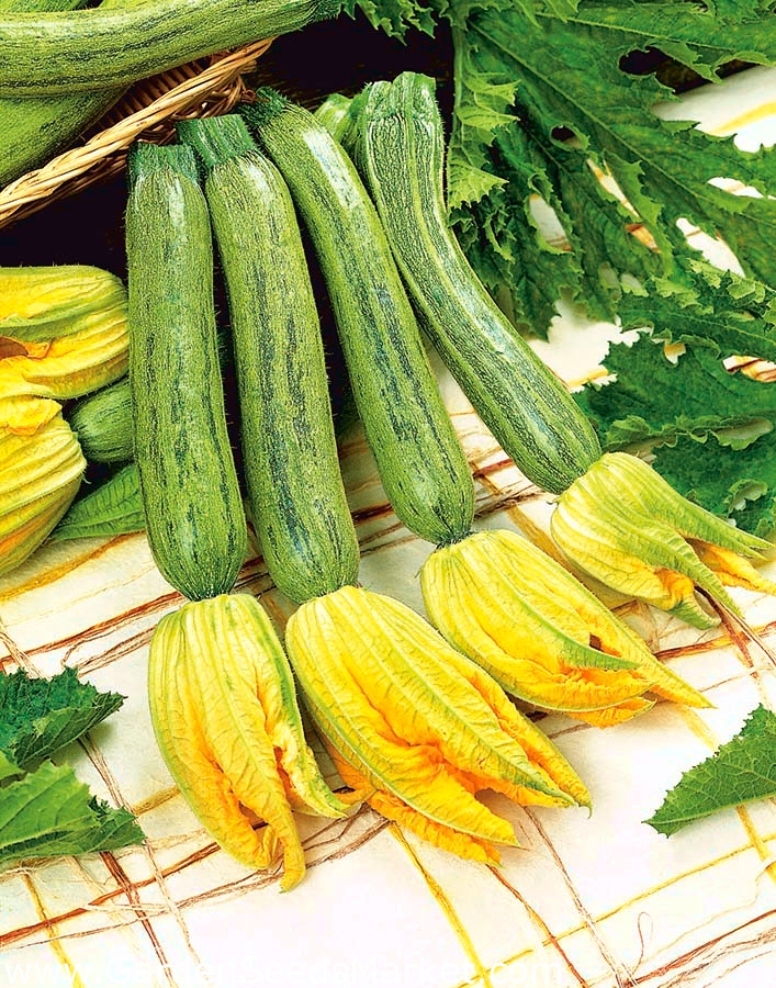 Zucchini Nimba seeds - Cucurbita pepo - 12 seeds – Garden Seeds Market ...