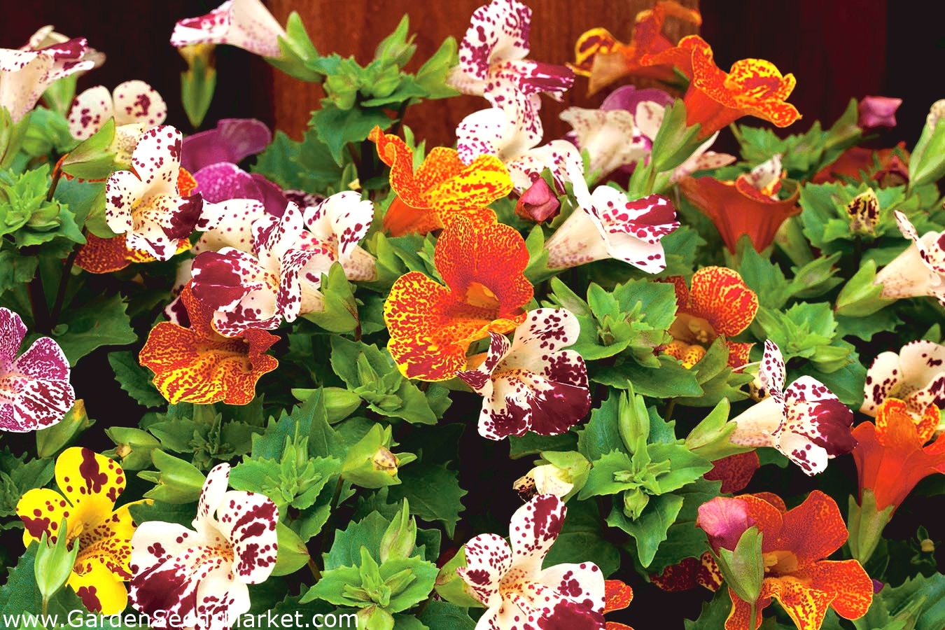 Tiger Monkey Flower (mixed) seeds - Mimulus tigrinus - 2500 seeds ...