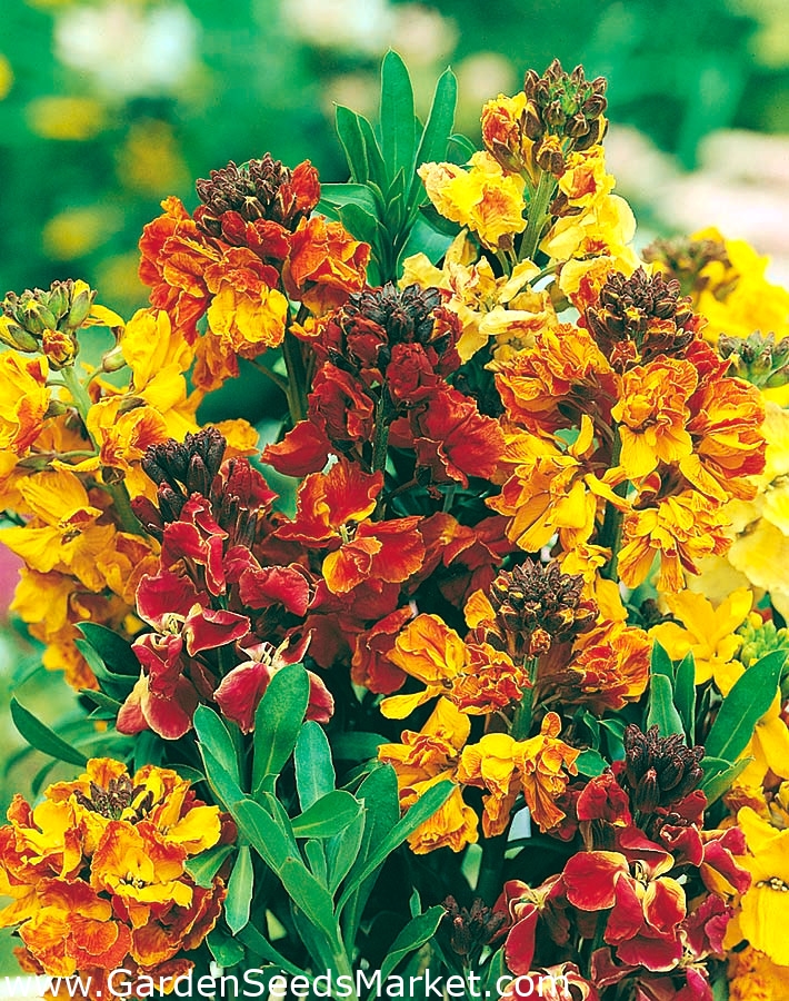 Giroflée des Murailles - Cheiranthus Cheiri – Garden Seeds Market ...