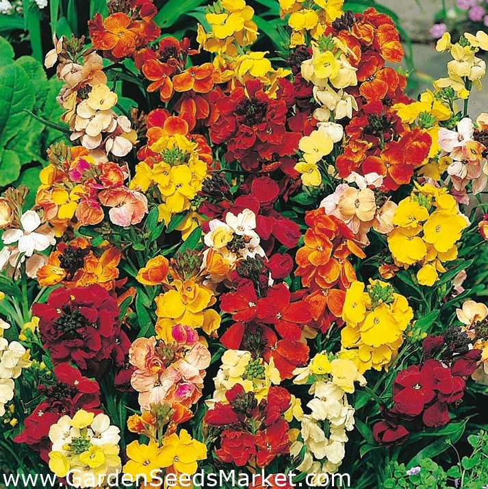 English Wallflower mixed seeds - Cheiranthus Cheiri – Garden Seeds ...