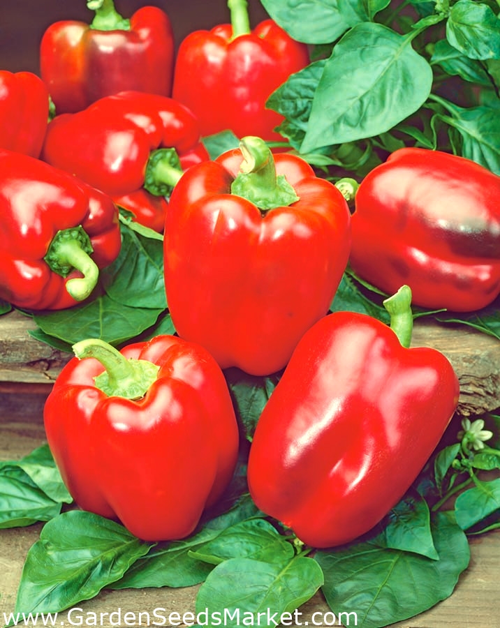 Pimento - California Wonder - doce - 55 sementes - Capsicum L. – Garden ...