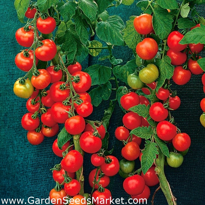 Pomidoras - Harzfeuer F1 - 100 sėklos - Lycopersicon esculentum Mill ...