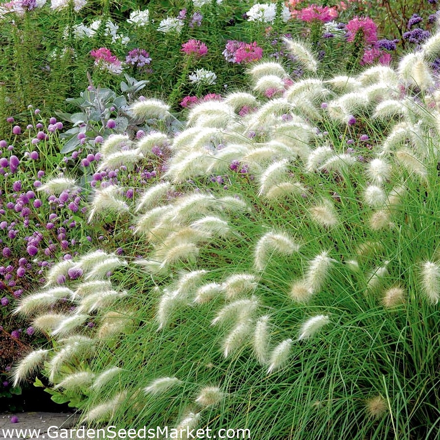 Feather Top Grass