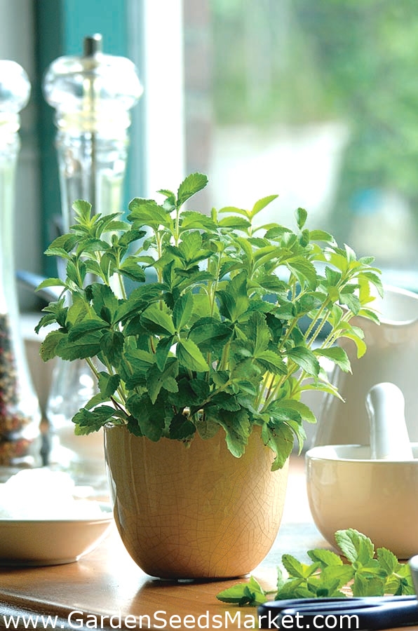 Domácí zahrada - Candyleaf "Sweetheart" - pro pěstování interiérů a ...