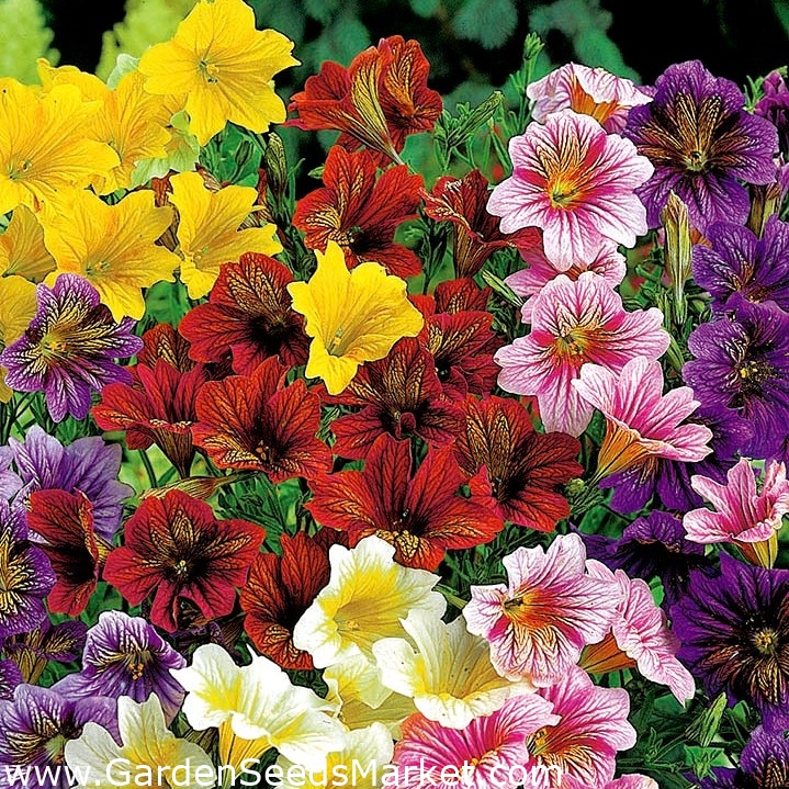 Scalloped Tube Tongue frø - Salpiglossis sinuata - 2250 frø ...