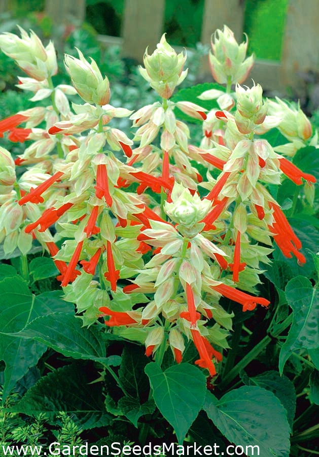 Sauge rouge - Sangria - 10 graines - Salvia splendens – Garden Seeds ...