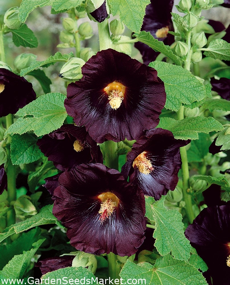 Malva Real - negra - Alcea rosea var. nigra - Impactantes flores de ...