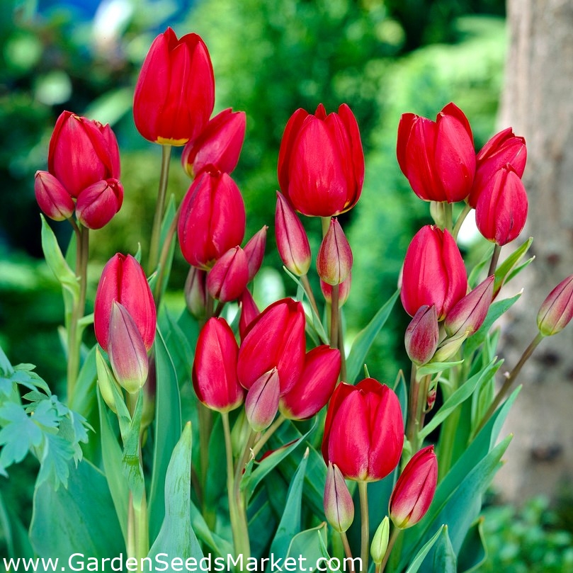 Tulipa Red Georgette - Tulip Red Georgette - 5 ดวง – Garden Seeds ...