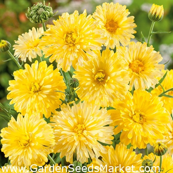 Pot marigold - Cream Beauty - Calendula officinalis - Stunning Cream ...