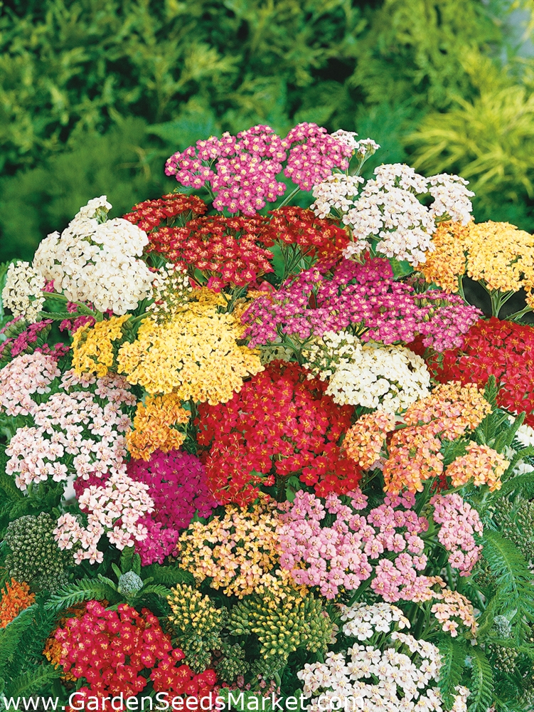 Közönséges cickafark - színkeverék - 1860 magok - Achillea millefolium ...