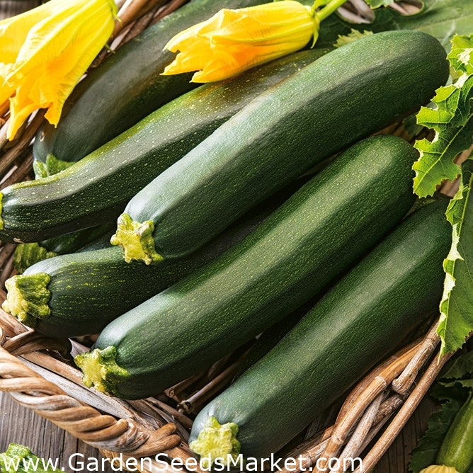 Cukkini/cukkini - négy fajta magja - – Garden Seeds Market | Ingyenes ...