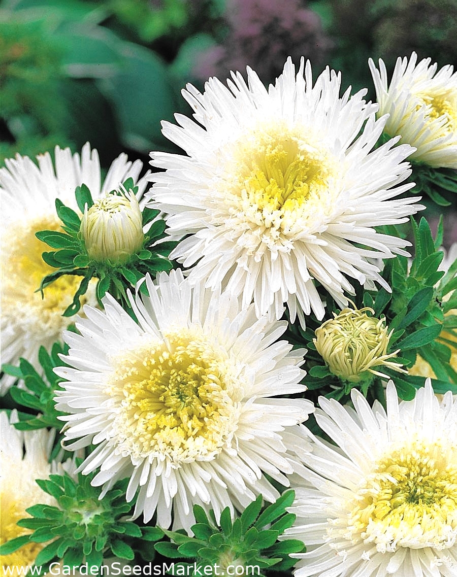 Dwarf aster "Silvery Star" - white - 450 seeds – Garden Seeds Market ...
