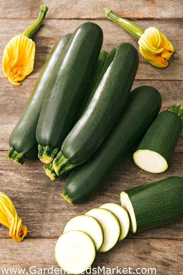 Courgette - Black Beauty - 24 graines - Cucurbita pepo – Garden Seeds ...