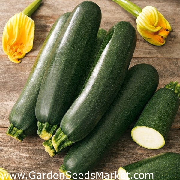 Courgette - Black Beauty - 24 graines - Cucurbita pepo – Garden Seeds ...