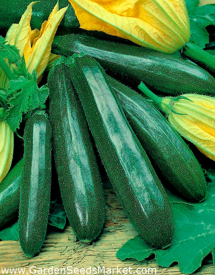 Courgette - Cora F1 - Cucurbita pepo - graines – Garden Seeds Market ...
