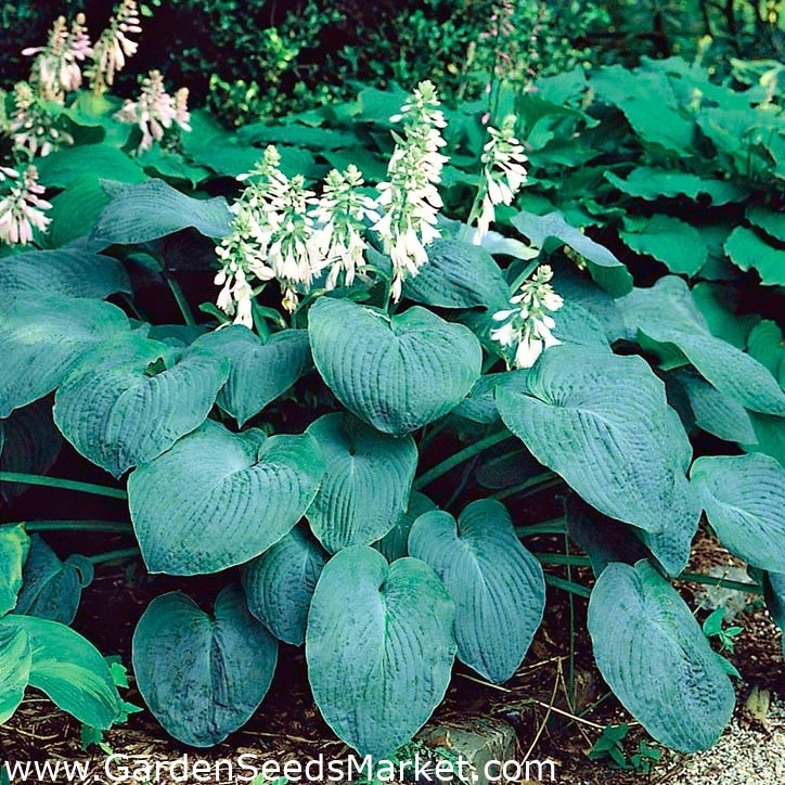 Hosta – Selection of tall growing varieties – 5 pcs; plantain lily ...