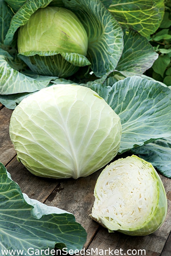 Col repollo blanco - Kamienna Glowa - 100 semillas - Brassica oleracea ...