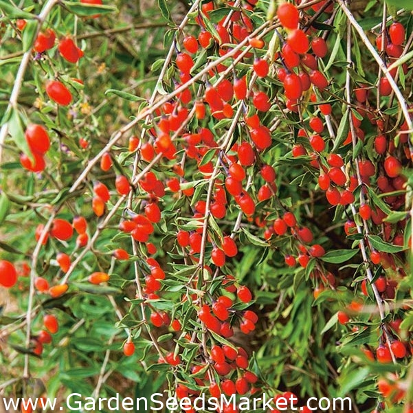 Graines de Goji, Lyciet de Barbarie - Lycium barbarum - 110 graines ...