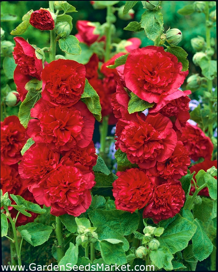 Malva-rosa vermelha comum - 50 sementes - Althaea rosea – Garden Seeds ...