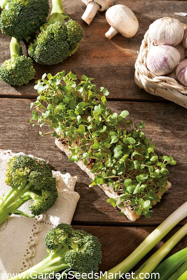 Microgreens - Brokoli - daun muda dengan rasa yang unik - 600 biji ...