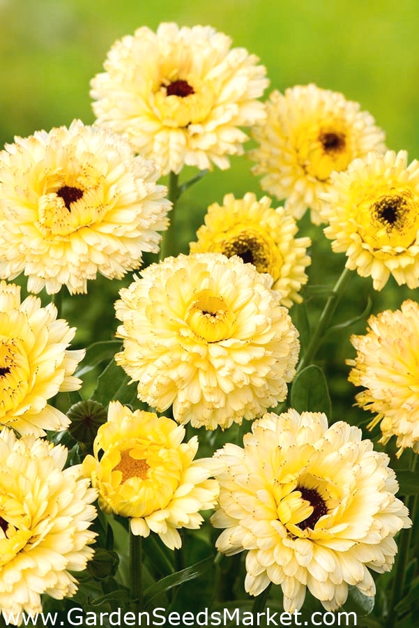 Pot Marigold Cream Beauty seeds - Calendula offficinalis - 240 seeds ...