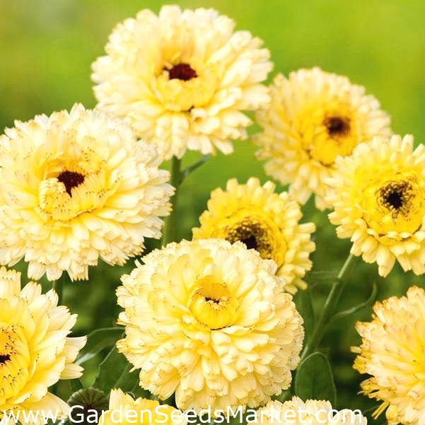 Pot Marigold Cream Beauty seeds - Calendula offficinalis - 240 seeds ...