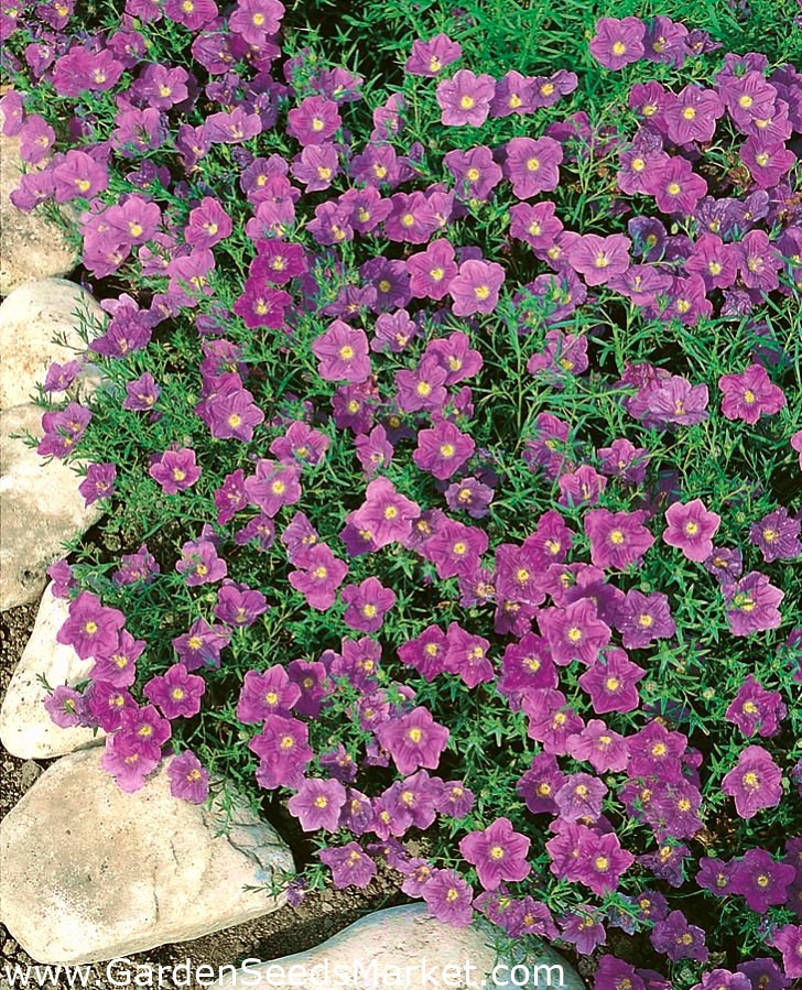 Cup Flower seeds - Nierembergia hippomanica - 650 seeds – Garden Seeds ...