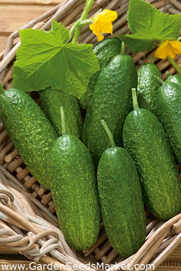 Paprastasis agurkas - Junak - 105 sēklas - Cucumis sativus – Garden ...