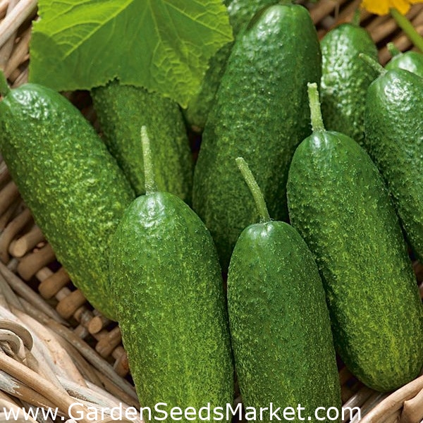 Paprastasis agurkas - Junak - 105 sēklas - Cucumis sativus – Garden ...