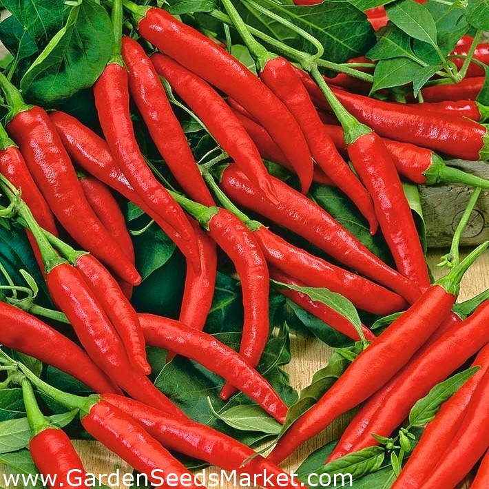 Hot pepper 'Cayenna' – Garden Seeds Market | Free shipping