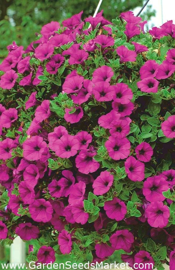 Petunia "Cascade" - šarlátová - 12 semien - Petunia x hybrida pendula ...