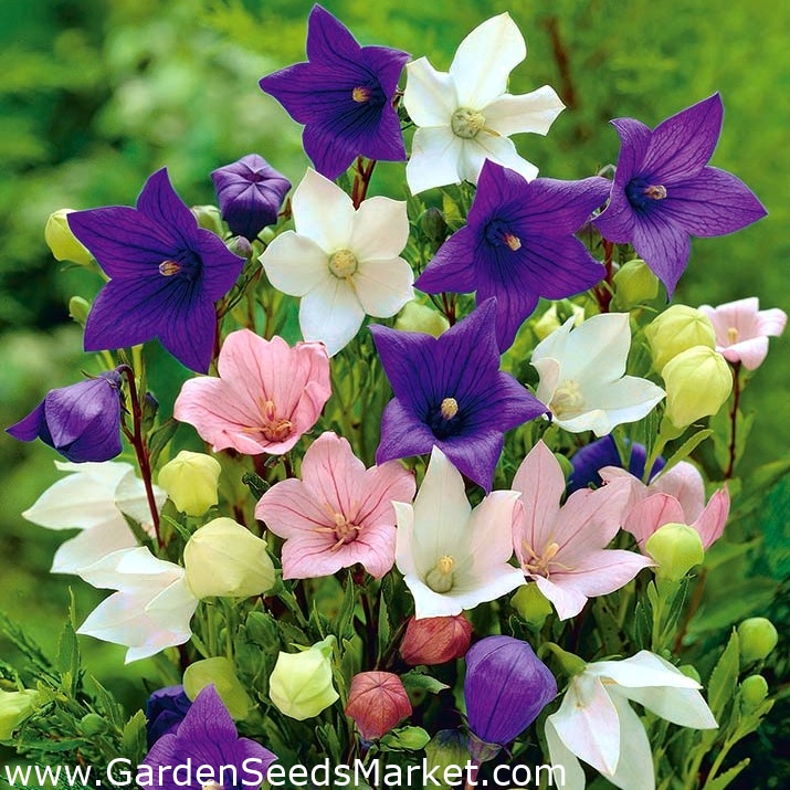 Balloon flower, Chinese bellflower, platycodon - variety mix - 110 ...