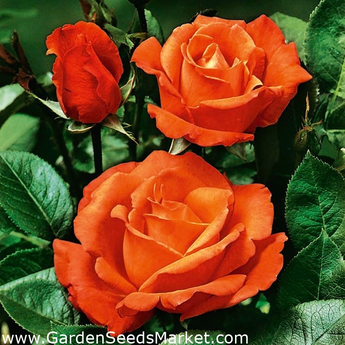 Rosa de flor grande - laranja - mudas em vasos - – Garden Seeds Market ...