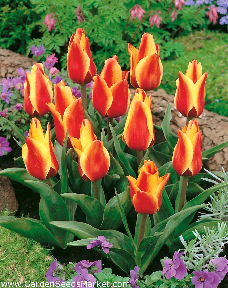 Tulipa Cape Cod - Tulip Cape Cod - 5 bulbs – Garden Seeds Market | Free ...