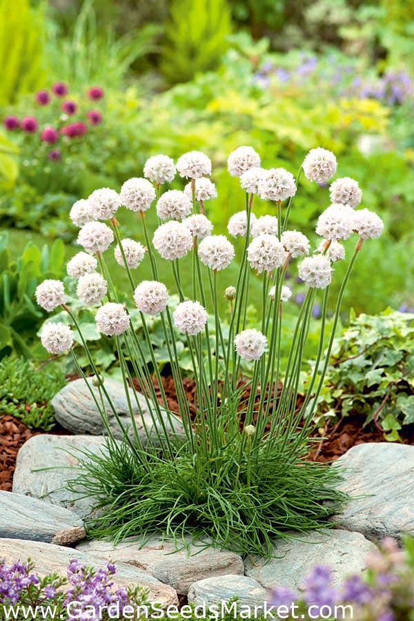 White Sea Thrift Alba seeds - Armeria maritima - 55 zaden - Armeria ...