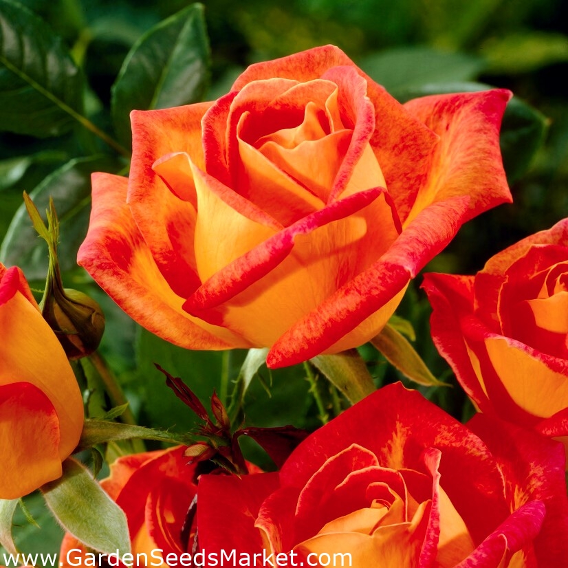 Rosa de flor grande (Grandiflora) - selección de variedades ...