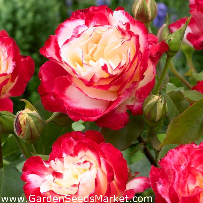 Rosa de flores grandes (Grandiflora) - seleção de variedades com flores ...