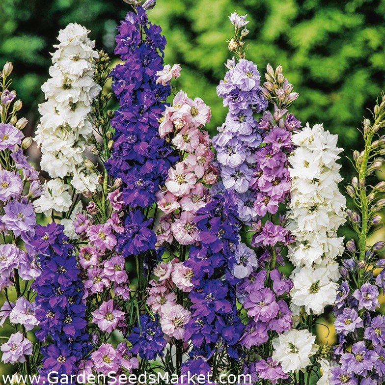 Delphinium x cultorum - Pacific Giant - 198 семена - mix – Garden Seeds Market | Бесплатная доставка