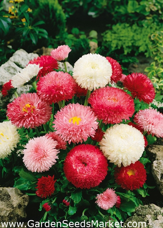 Daisy "Super Enorma" - 600 seeds – Garden Seeds Market | Free shipping