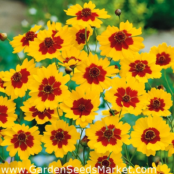 Plains coreopsis; garden tickseed, golden tickseed, calliopsis – Garden ...