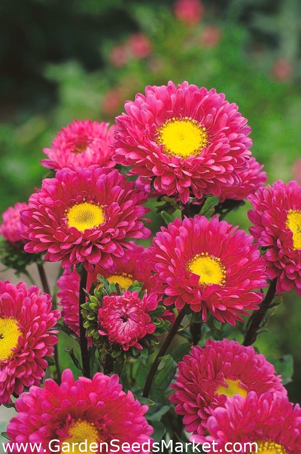Dwarf aster "Firefly" - 450 seeds – Garden Seeds Market | Free shipping