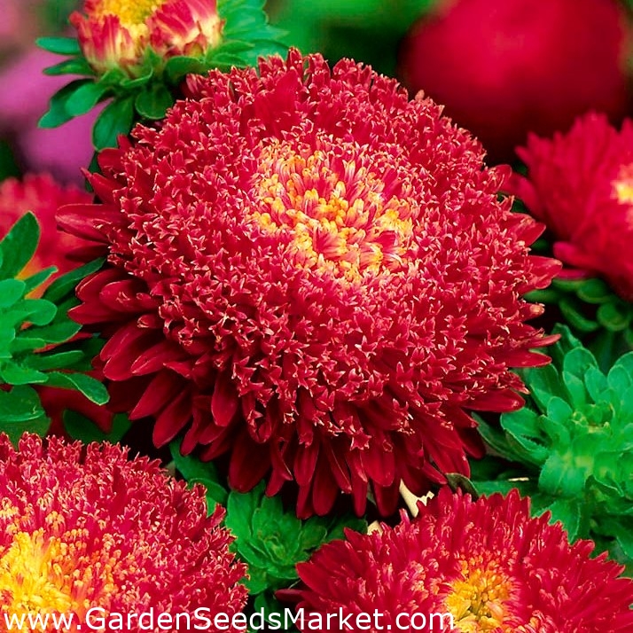 Princess aster "Ksenia" - cherry-amaranth - 225 seeds – Garden Seeds ...